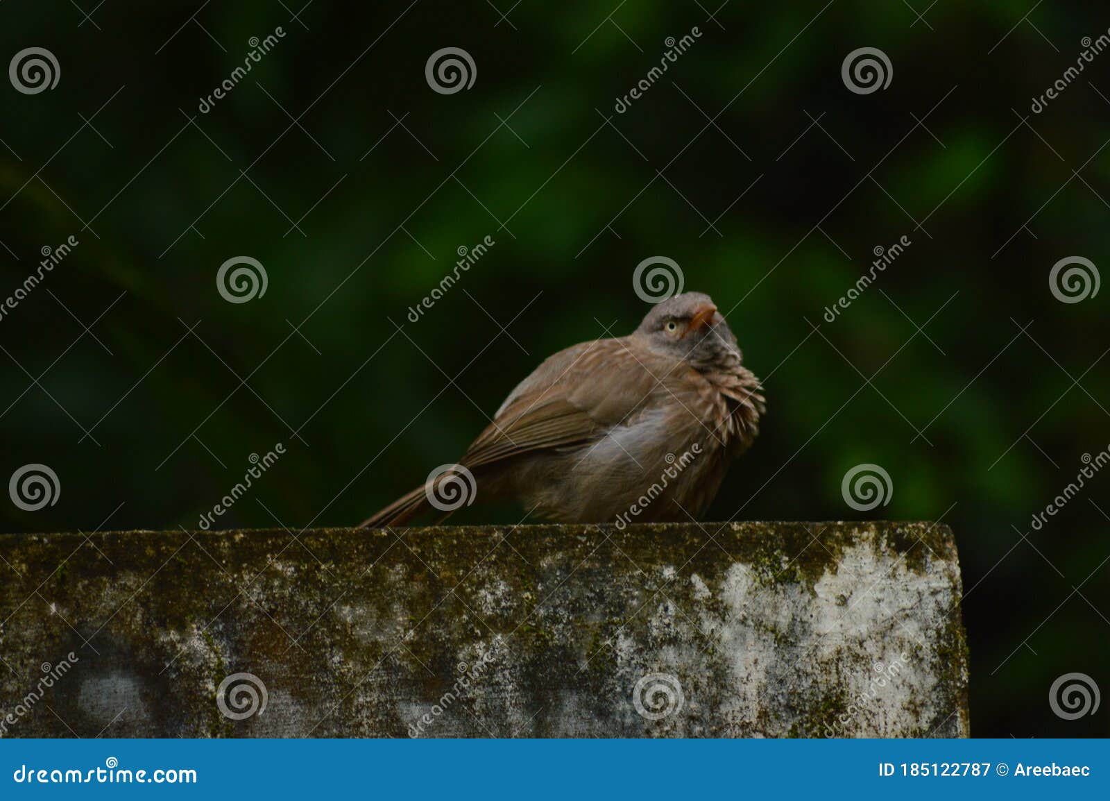 Bird on compound wall stock image. Image of hummingbird - 185122787