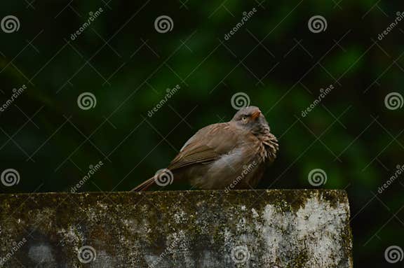 Bird on compound wall stock image. Image of hummingbird - 185122787