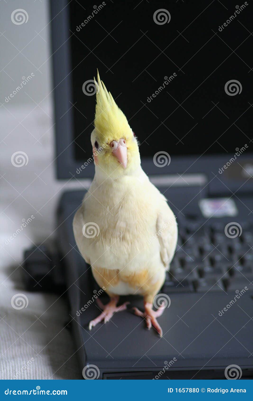 Bird and Computer stock photo. Image of peak, feather - 1657880