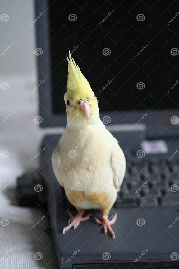 Bird and Computer stock photo. Image of peak, feather - 1657880