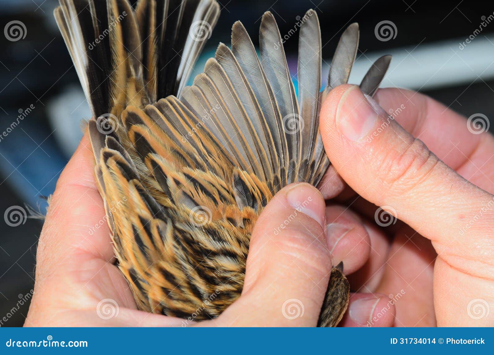 Bird control stock photo. Image of ring, ornithologist - 31734014