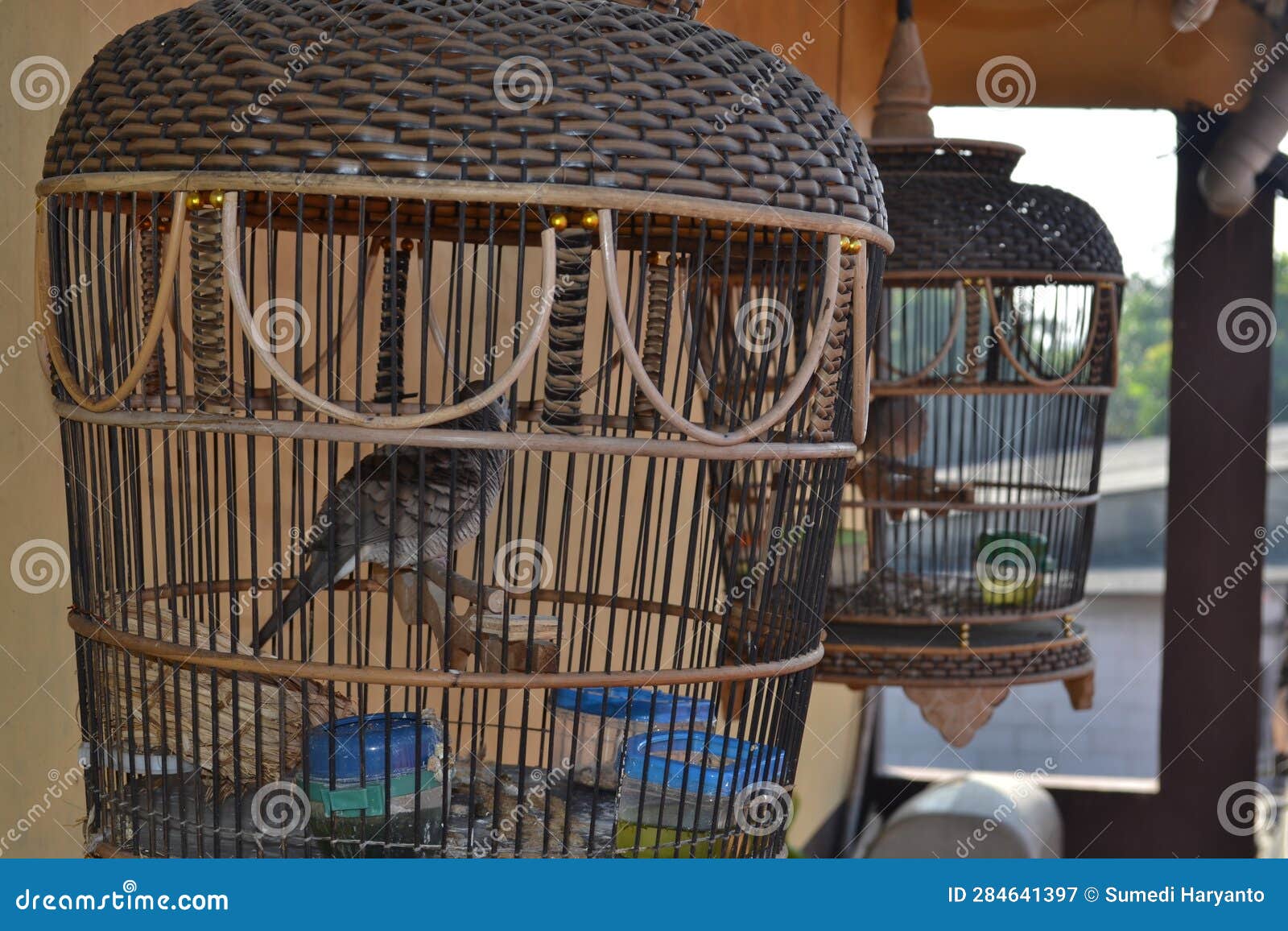 Bird stock image. Image of cage, bird, cooped, save - 284641397