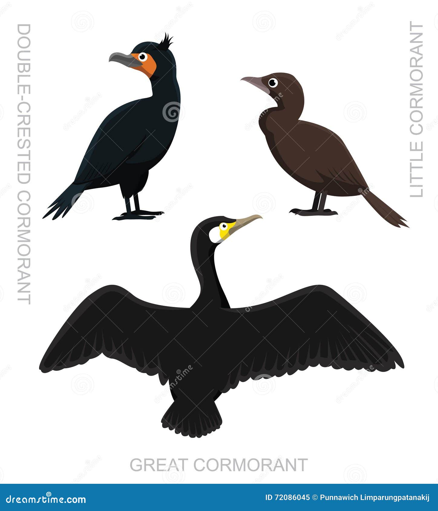 Bird Cormorant Set Cartoon Vector Illustration Stock Vector ...