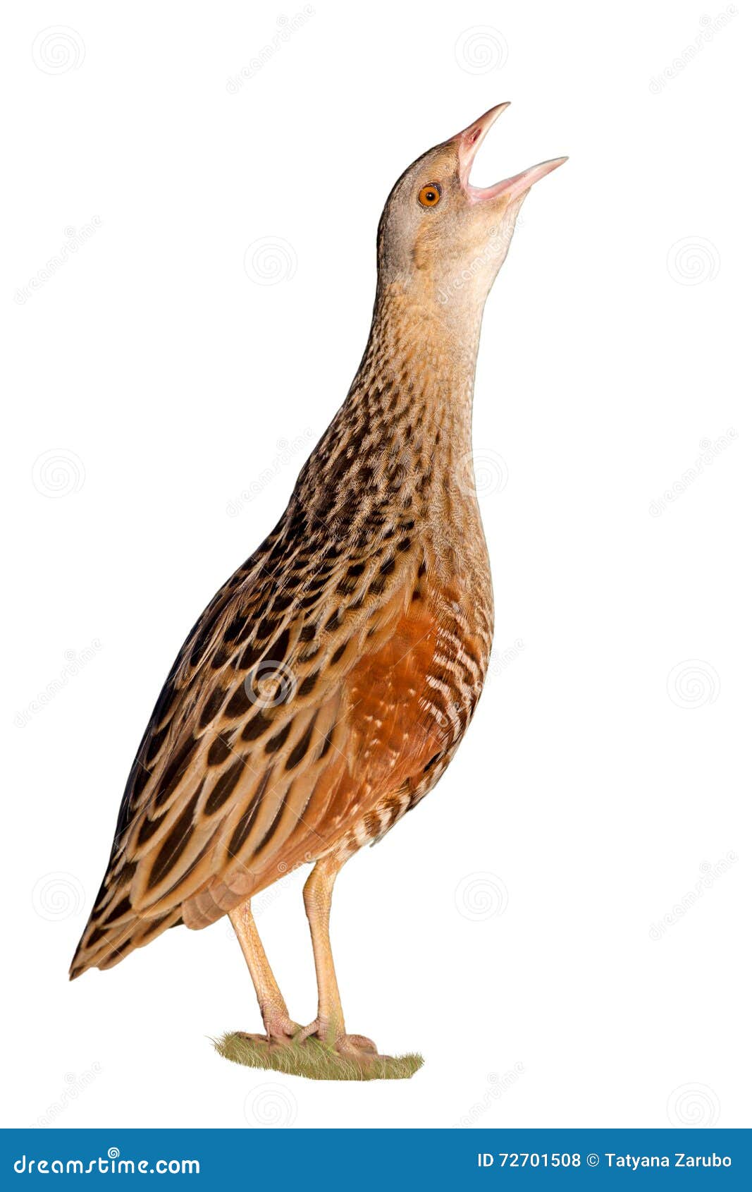 Bird a Corn Crake Isolated on the White Stock Photo - Image of ...