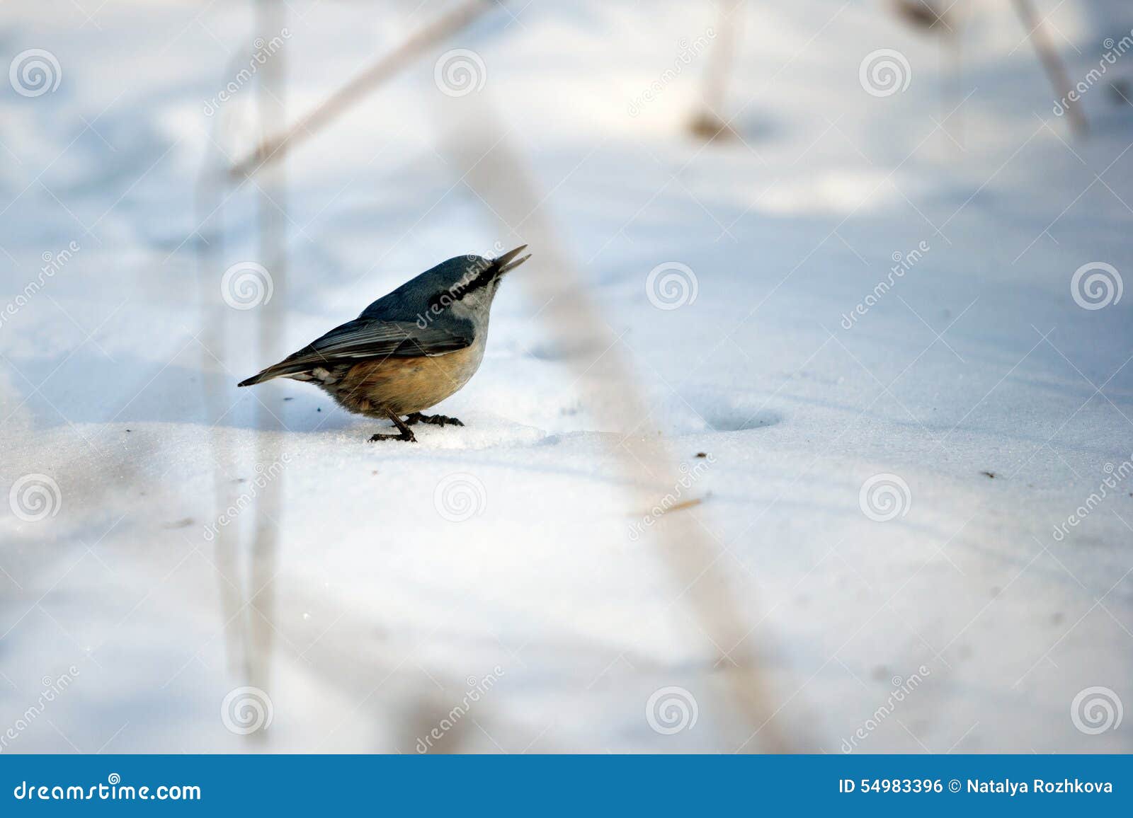 Bird corncrake stock photo. Image of flock, birds, cold - 54983396
