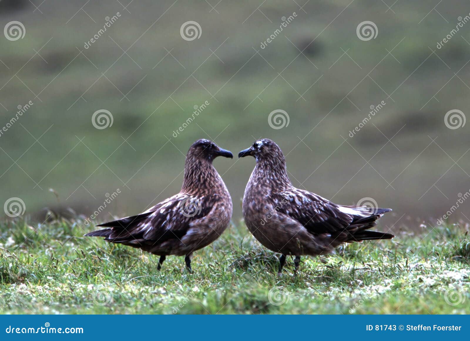 Bird Couple Picture. Image: 81743