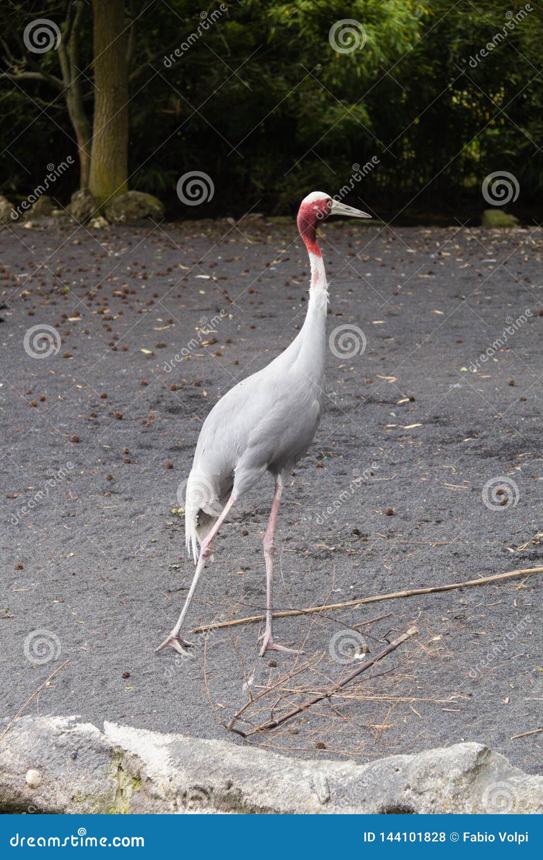 Bird crane stock photo. Image of long, isolated, wild - 144101828