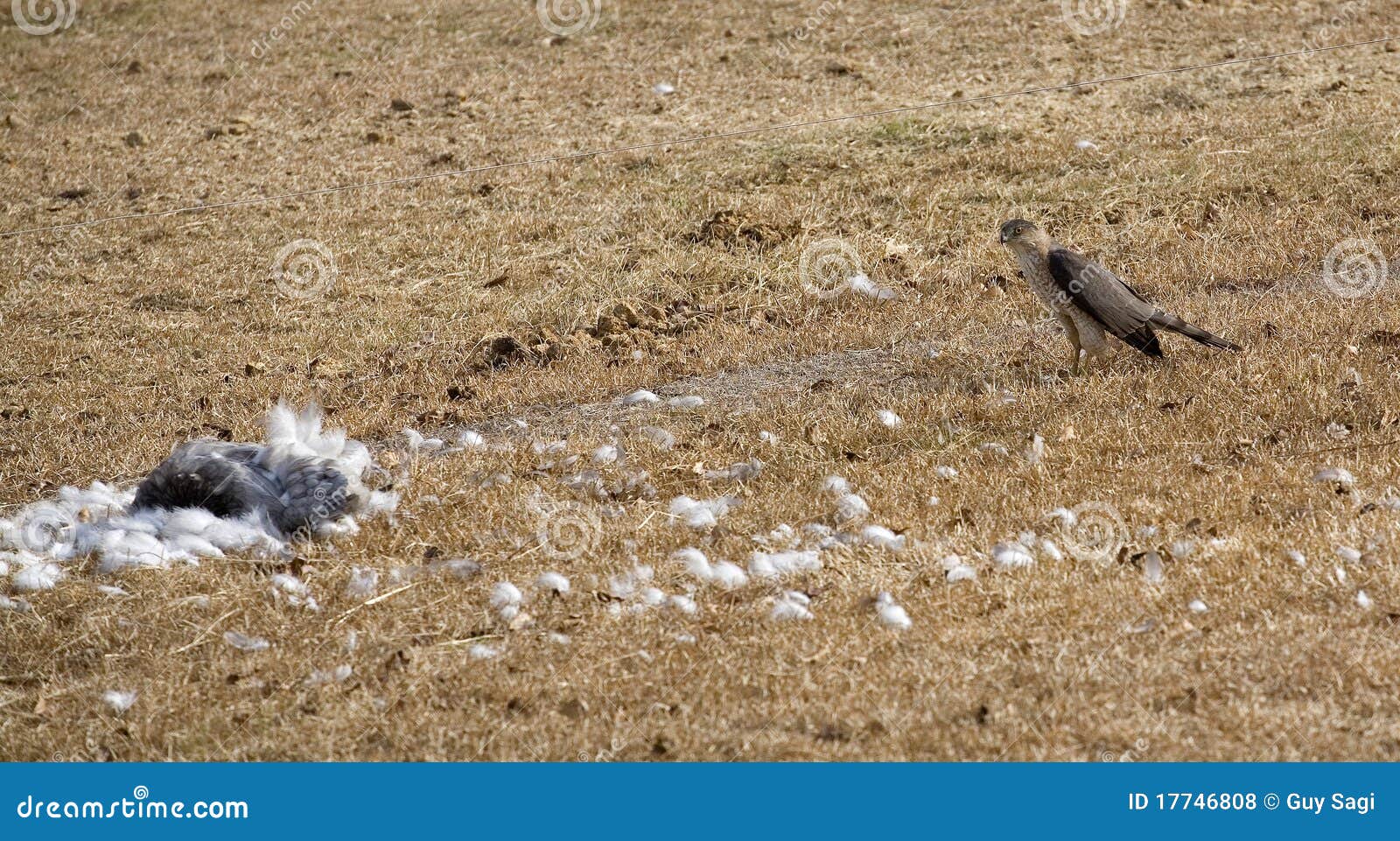 Bird crash stock photo. Image of pluck, fence, plucking - 17746808
