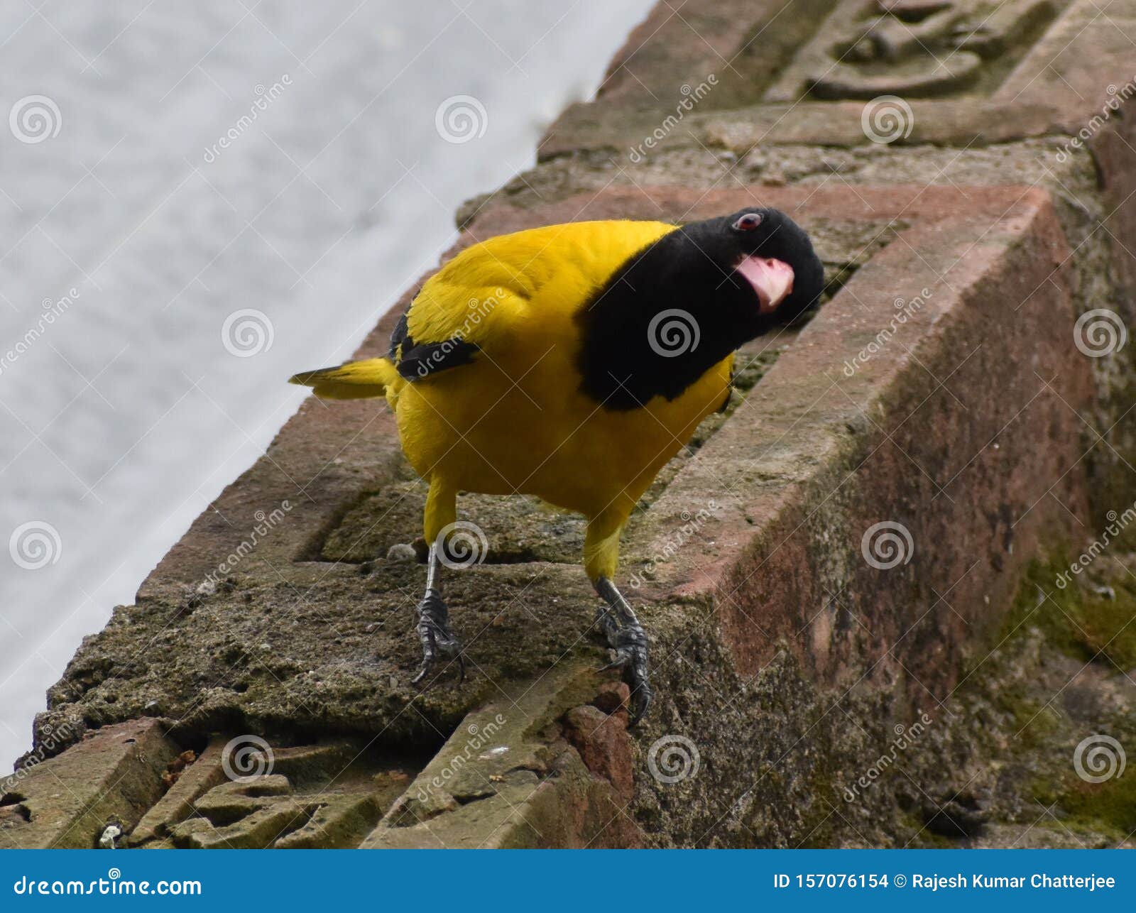 Bird seating in wall stock photo. Image of adorable - 157076154