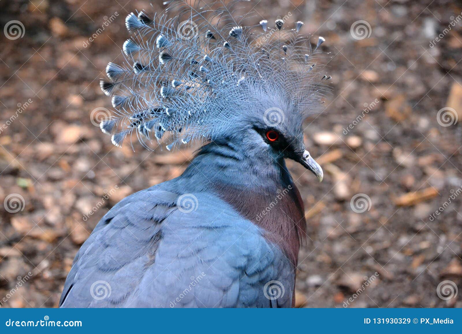 Bird with crest stock image. Image of horizontal, crest - 131930329