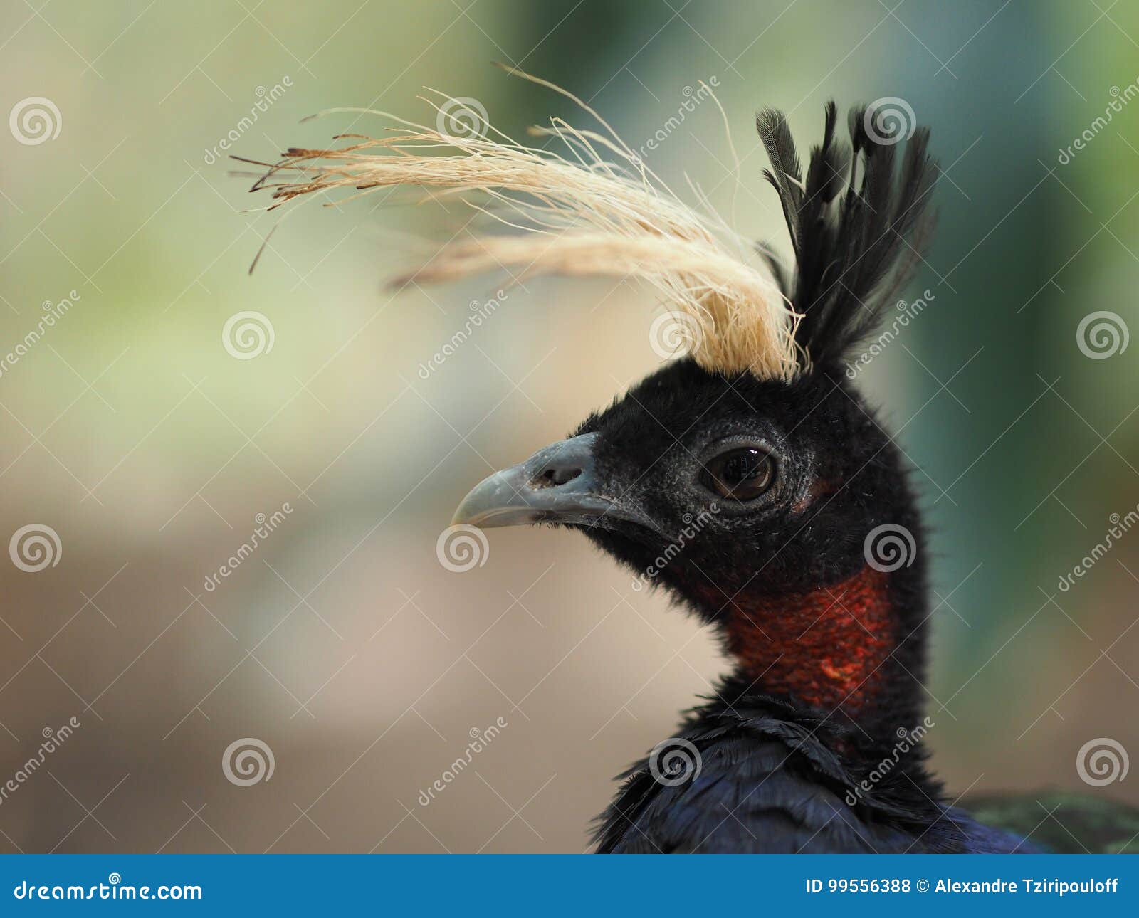 Bird with crest. stock photo. Image of blurry, face, head - 99556388