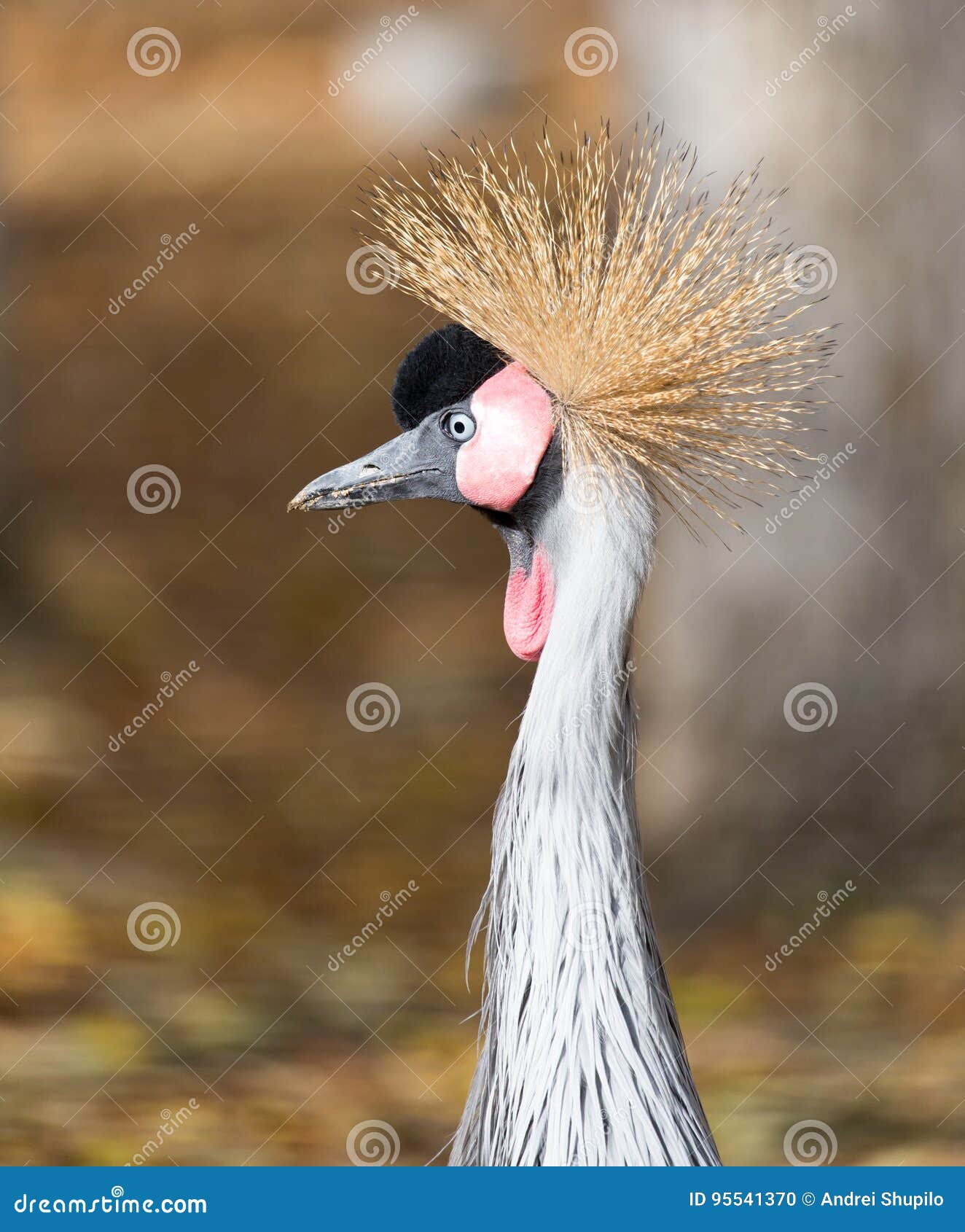 Bird with a Crest on the Nature Stock Photo - Image of ornithology ...