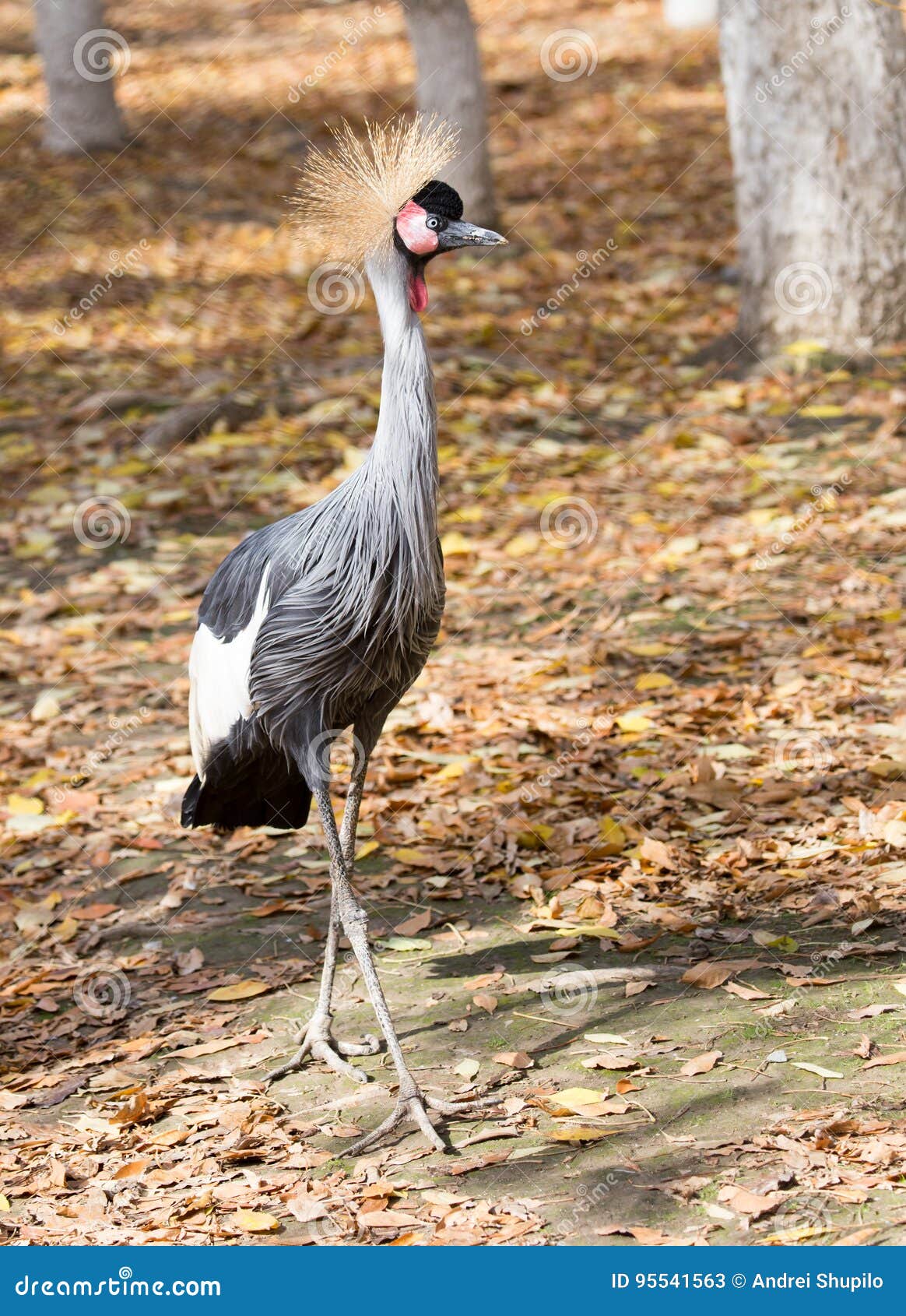 Bird with a Crest on the Nature Stock Image - Image of kenya, crowned ...