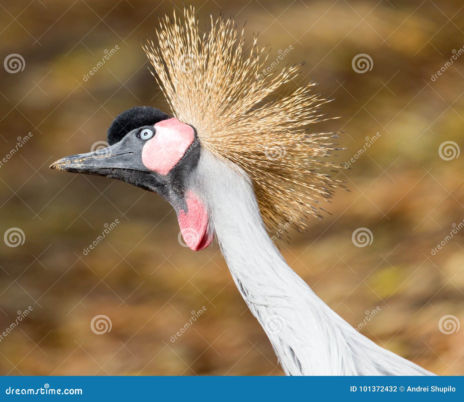 Bird with a Crest on the Nature Stock Photo - Image of national, africa ...