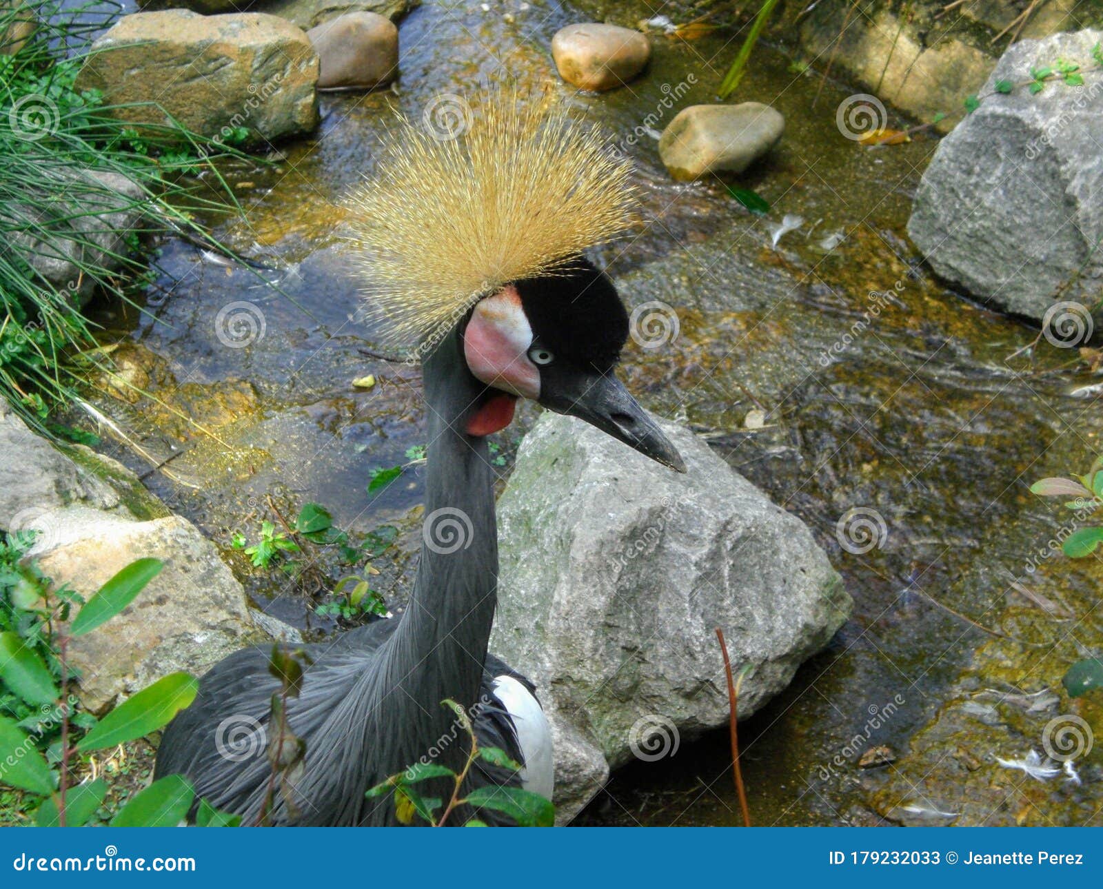 Bird with Crest of Yellow Hairs Stock Image - Image of plant, beak ...