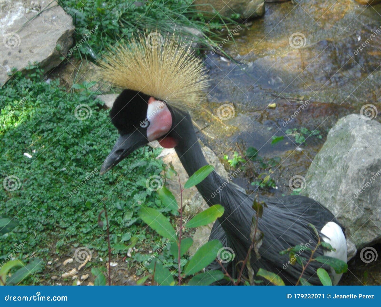 Bird with Crest of Yellow Hairs Stock Image - Image of flower, plant ...