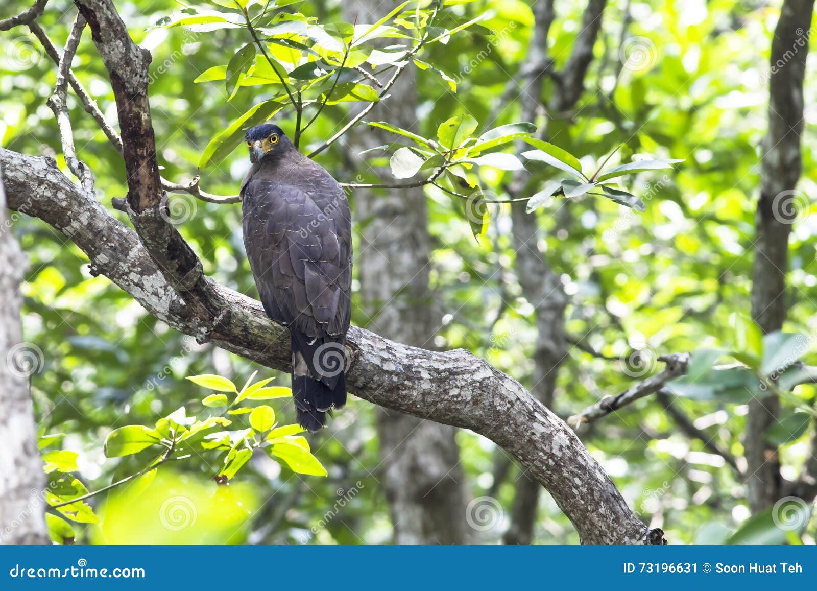 The Feather Serpent - Equinox In Kukulkan Pyramid Royalty-Free Stock ...