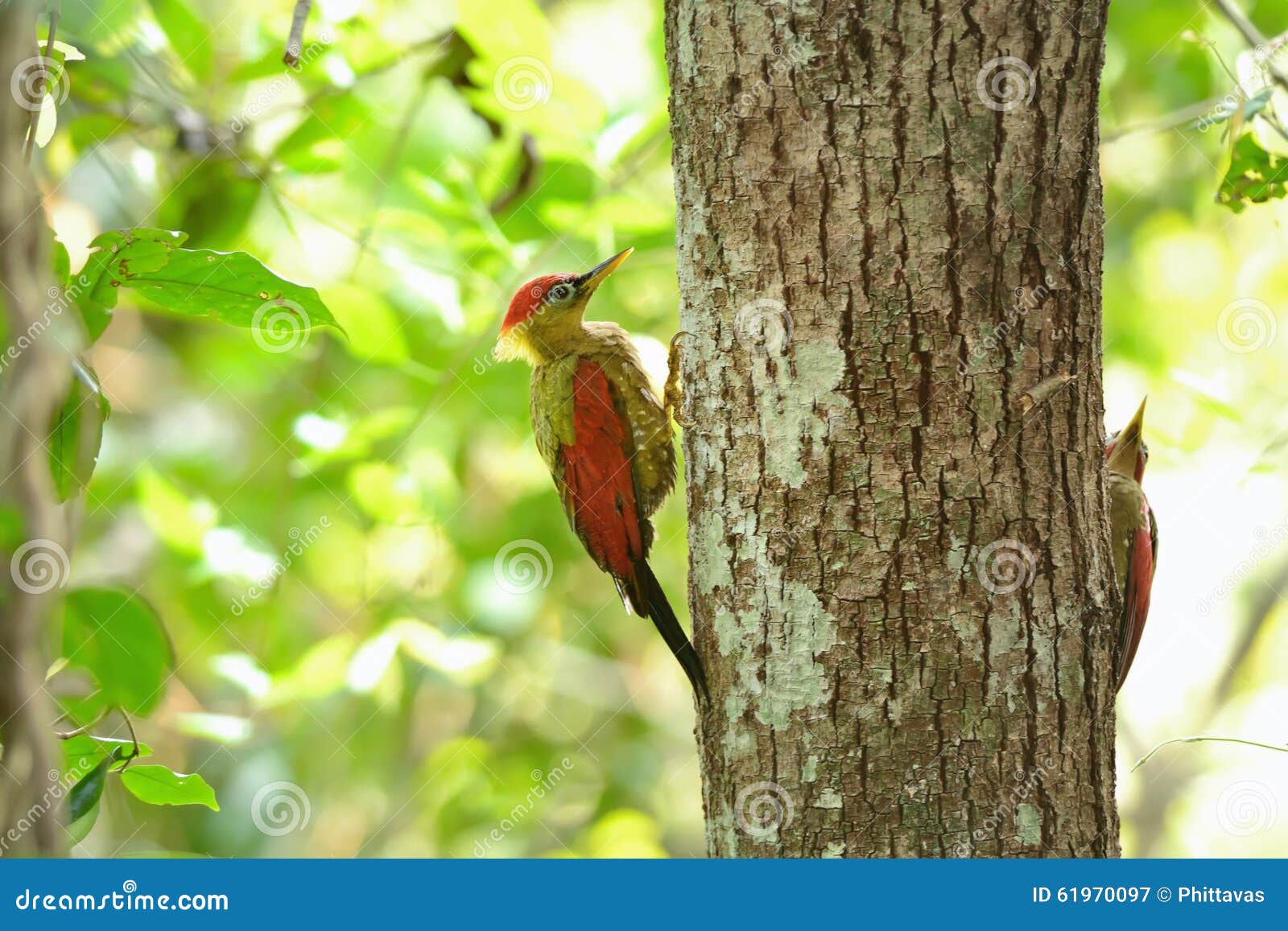 Bird (Crimson-winged Woodpecker) Nesting on Tree Stock Image - Image of ...