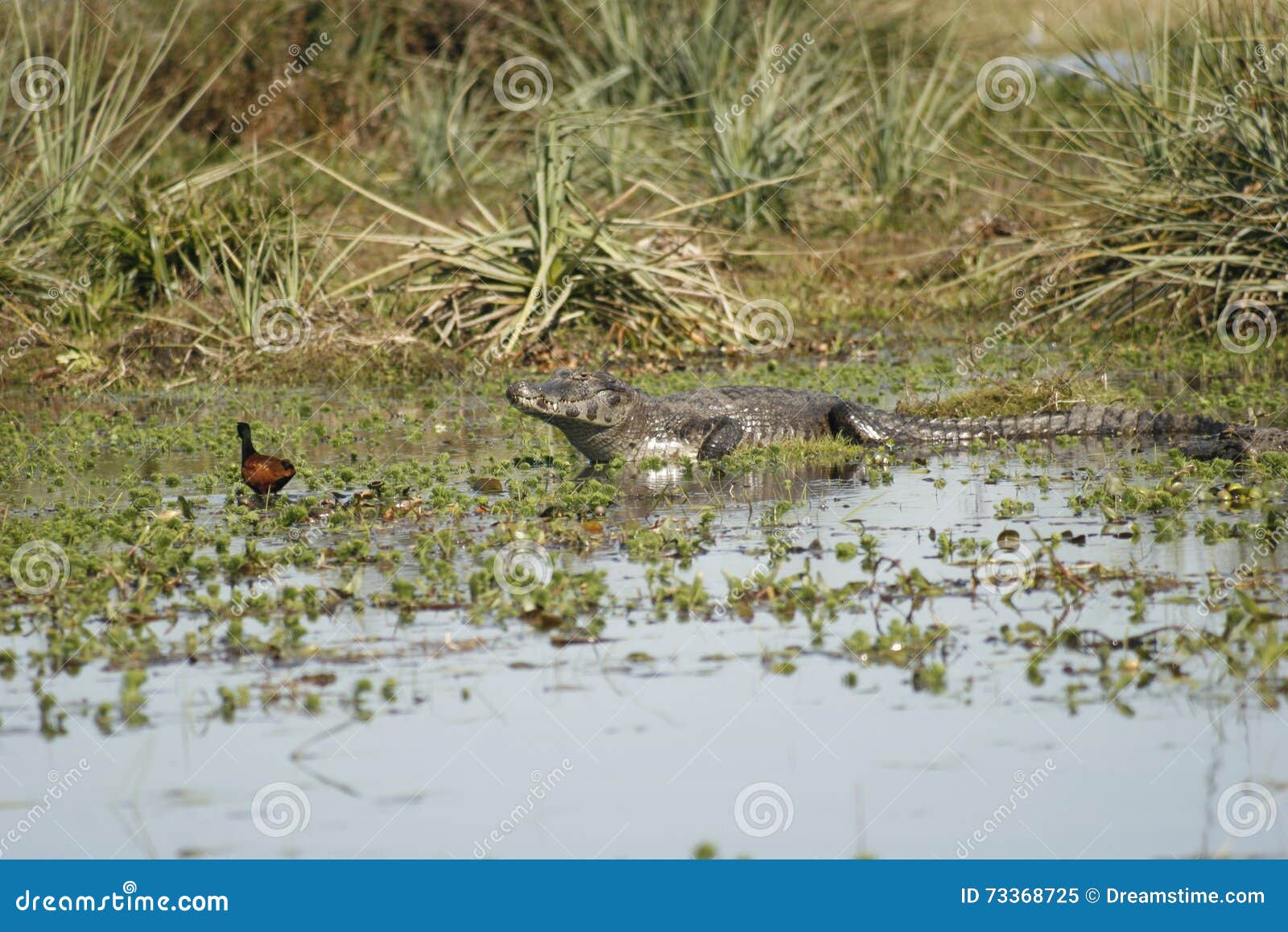 Bird and crocodile stock image. Image of outdoors, wildlife - 73368725