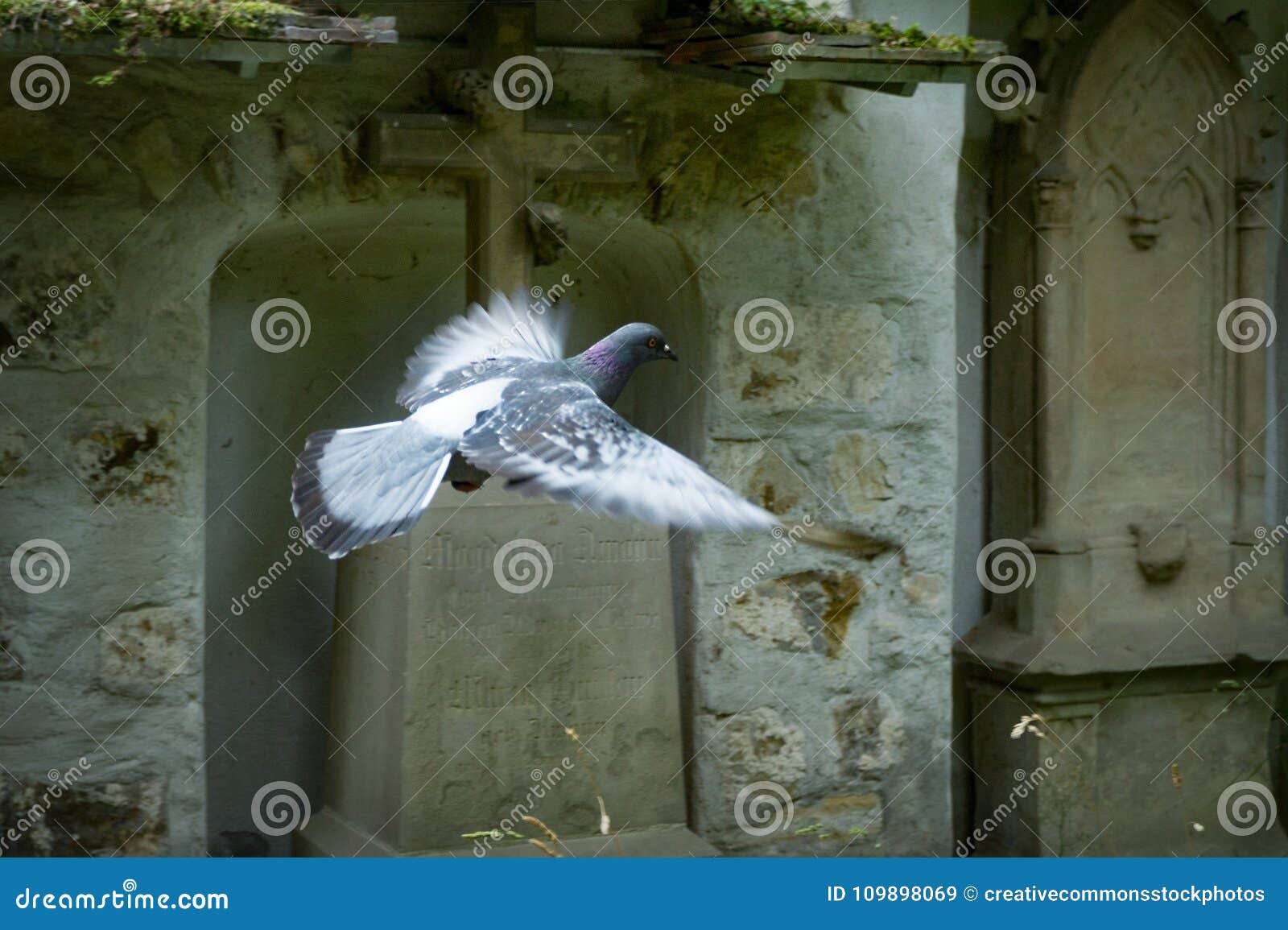 Bird, Cross, Pigeon Picture. Image: 109898069