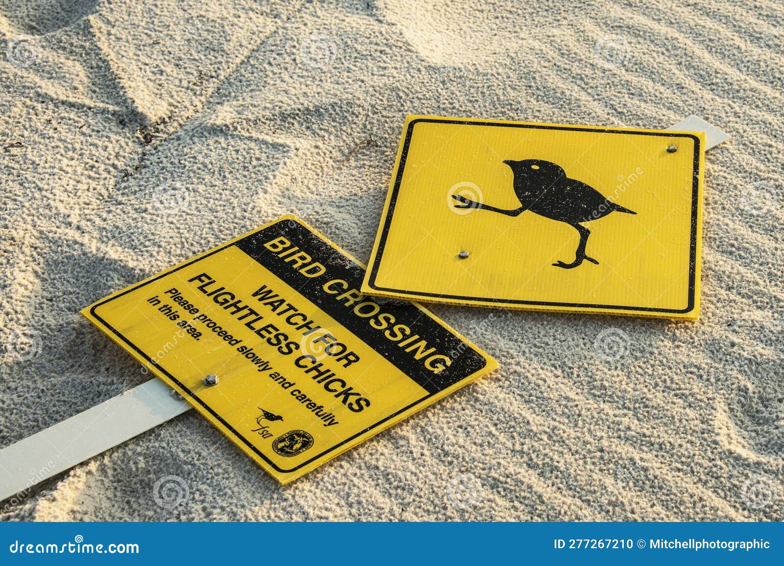 Bird Crossing Signs on a Florida Beach Stock Photo - Image of beach ...