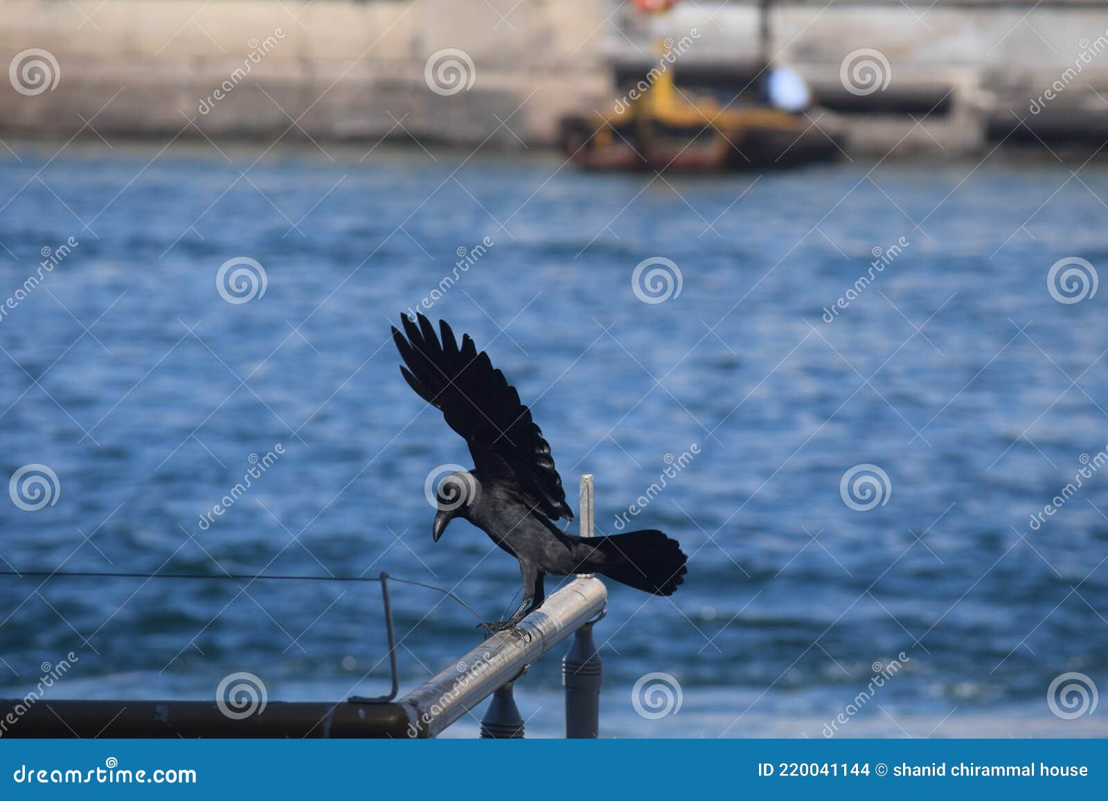 The Bird Crow Opened it S Wings Stock Photo - Image of black, post ...