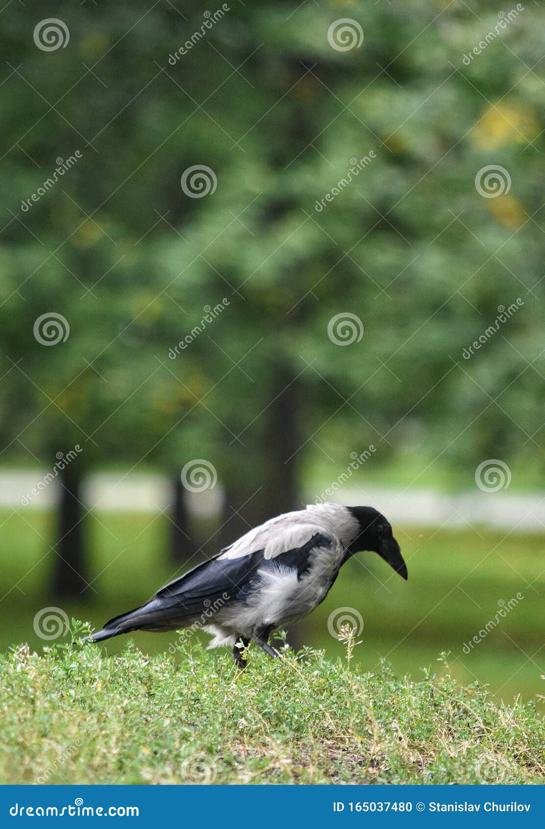Bird crow stock photo. Image of crow, summer, trees - 165037480