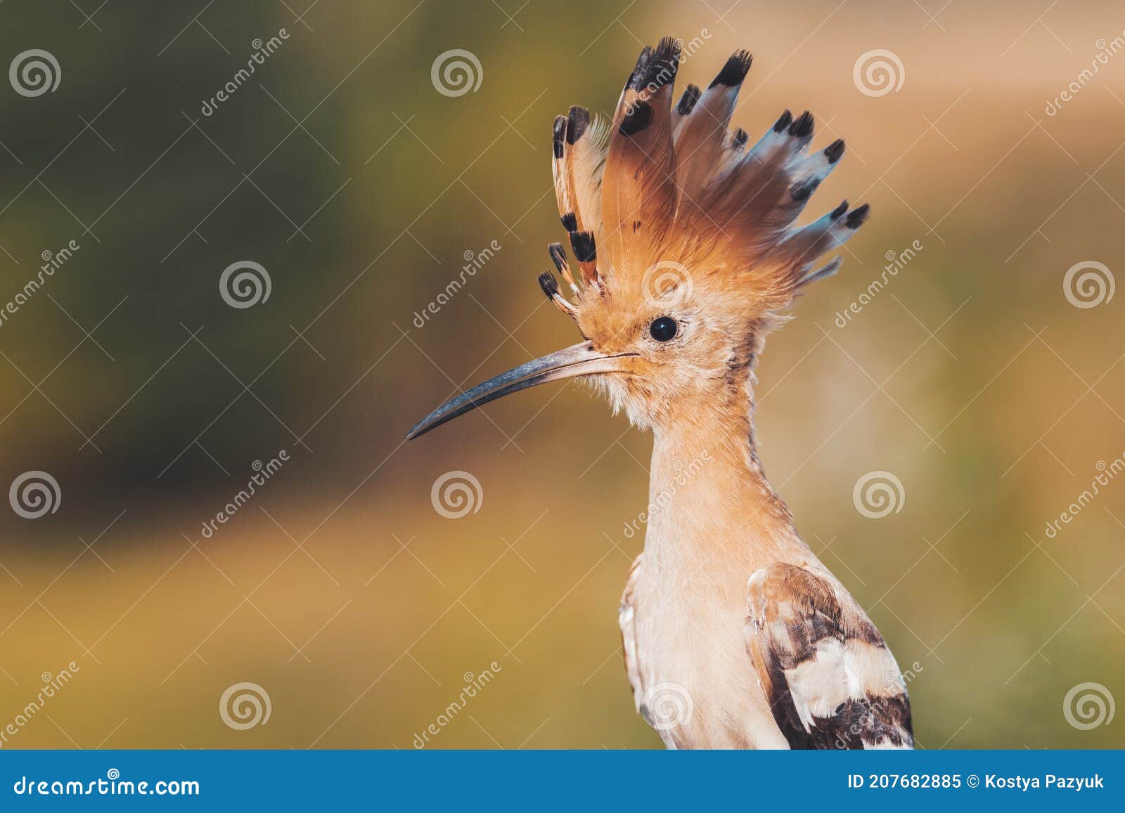 Bird with a Crown on Its Head Stock Image - Image of outdoor, nature ...