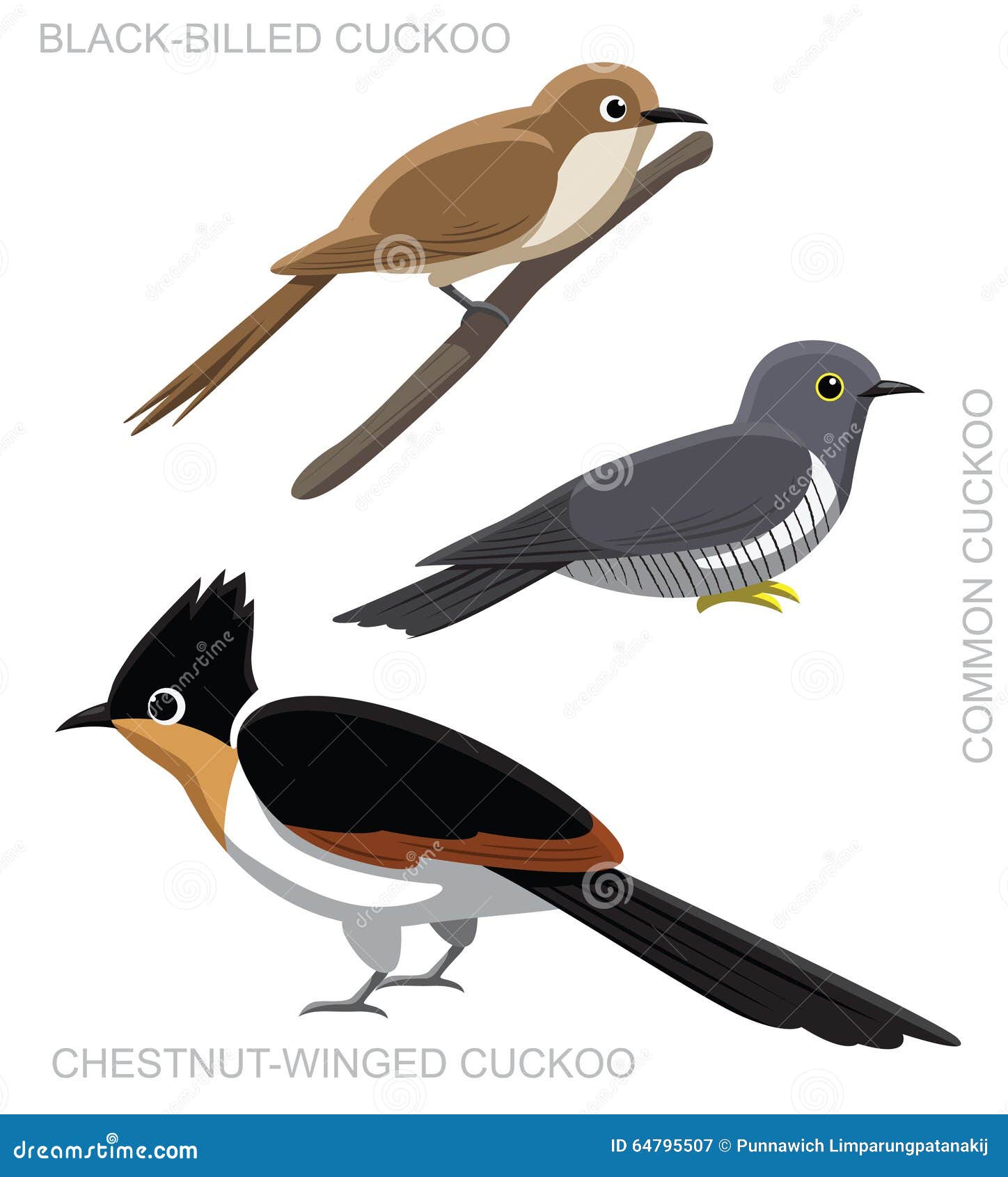 Bird Cuckoo Set Cartoon Vector Illustration Stock Vector - Illustration ...