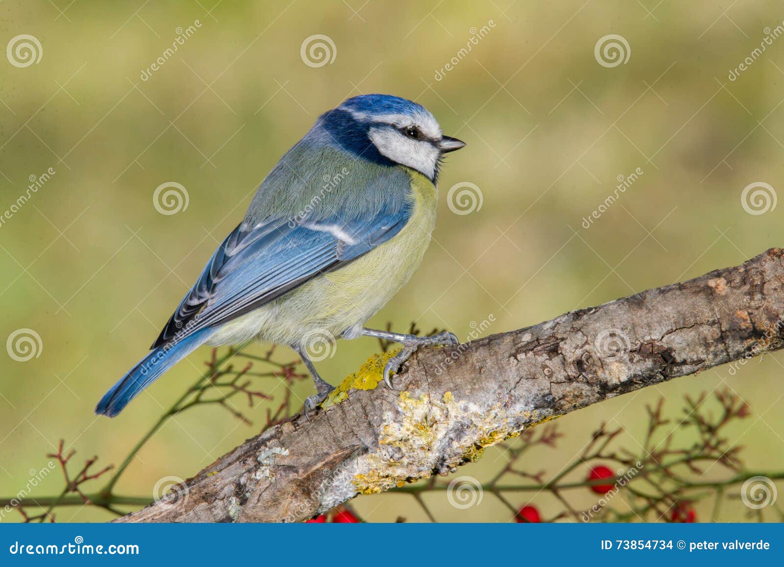 Bird Cyanistes Caeruleus in Wildlife Stock Photo - Image of cyanistes ...