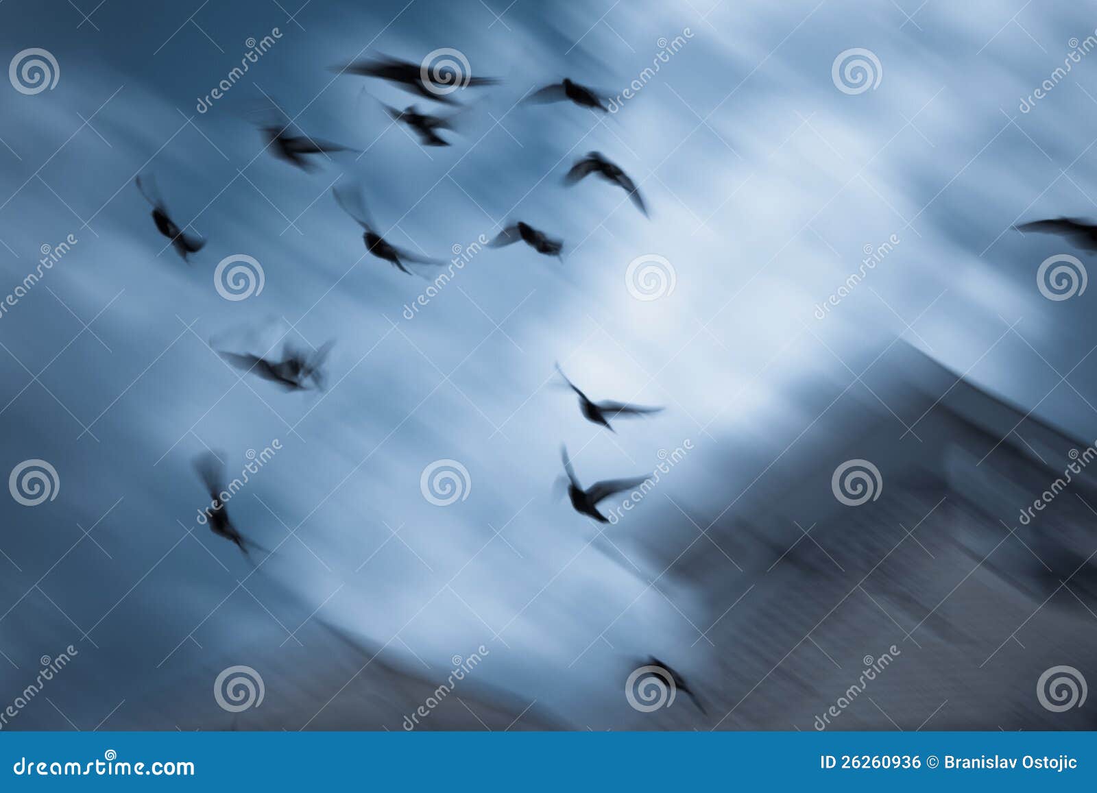 Bird dance stock photo. Image of blur, dance, blue, wings - 26260936