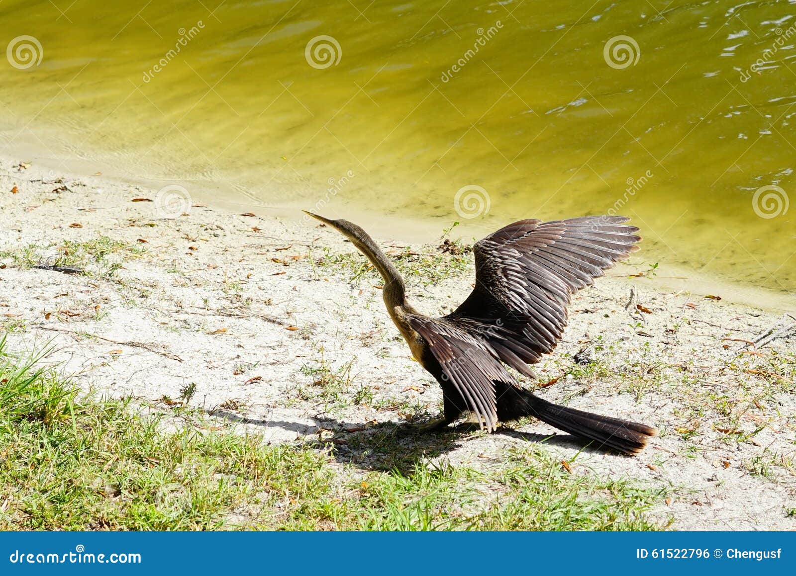 Bird dance stock photo. Image of dancing, endangered - 61522796