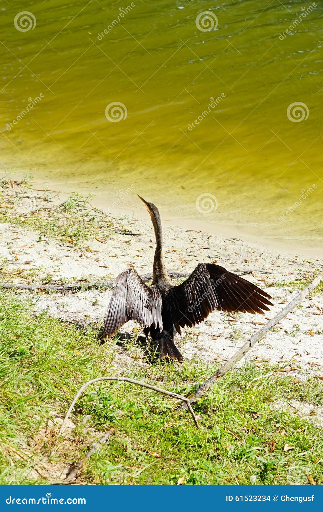 Bird dance stock photo. Image of culture, backgrounds - 61523234