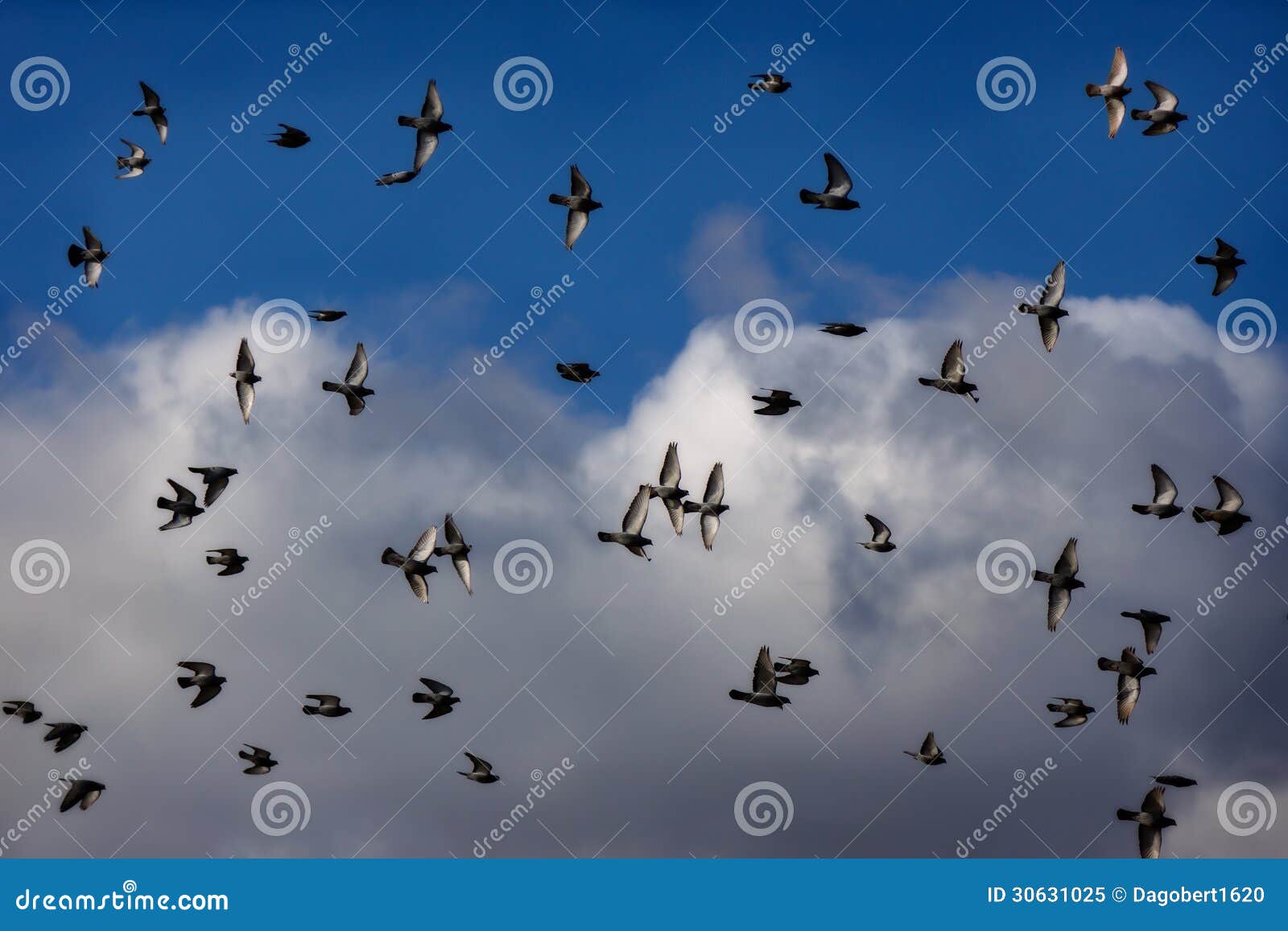 Bird dance stock image. Image of motion, white, pigeons - 30631025
