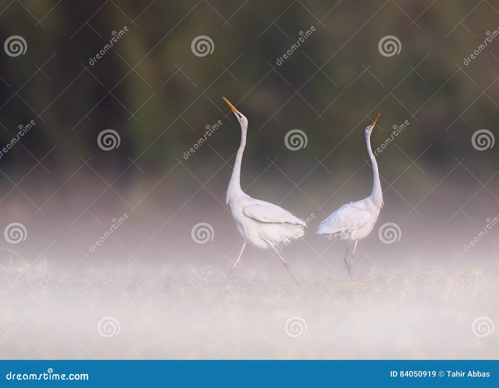 Bird dance stock image. Image of dawn, dramatic, heat - 84050919