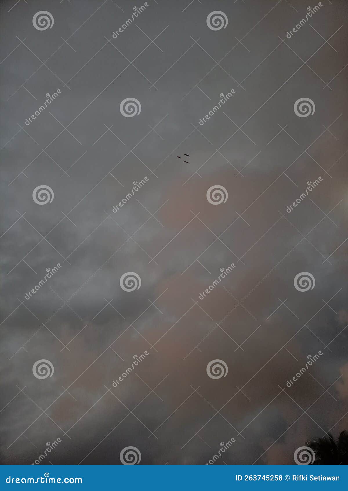 A bird dance in the sky stock photo. Image of white - 263745258