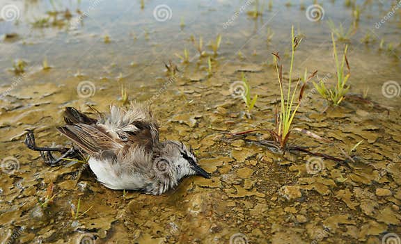 Bird Dead after Drinking Polluted Water Stock Image - Image of disease ...