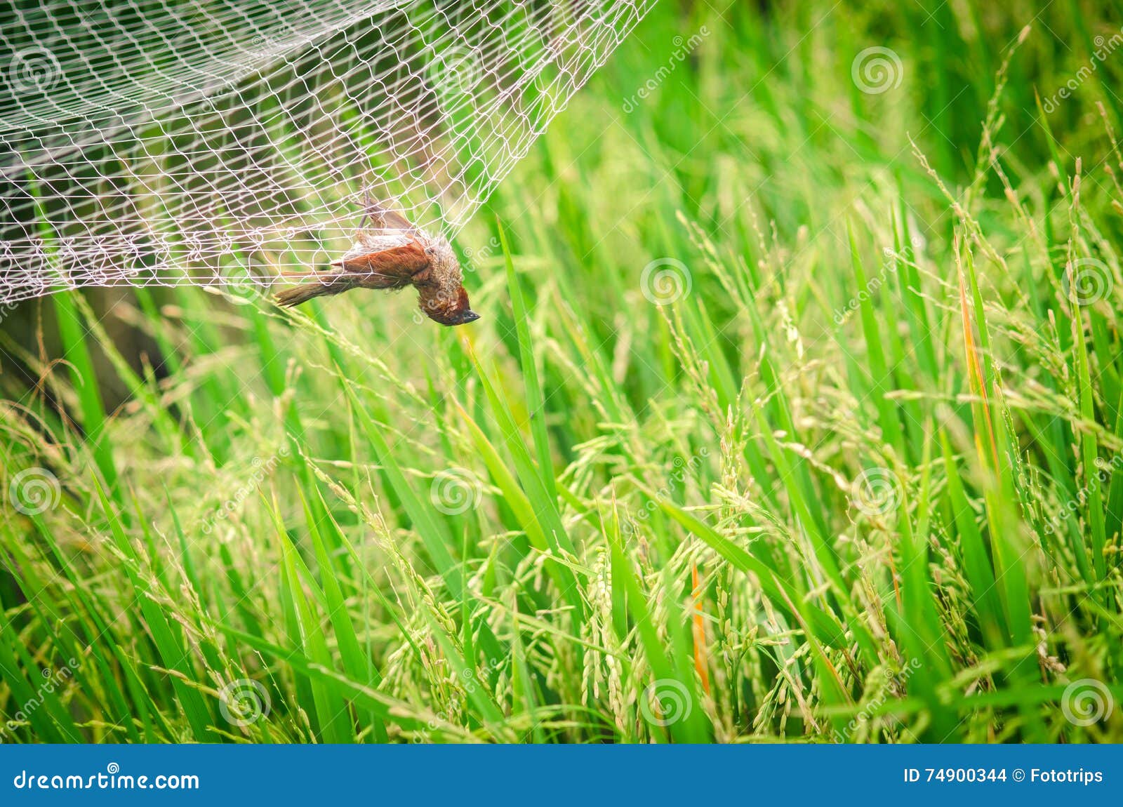 Bird Dead Strangled by Net Trap Stock Photo - Image of block, deadly ...