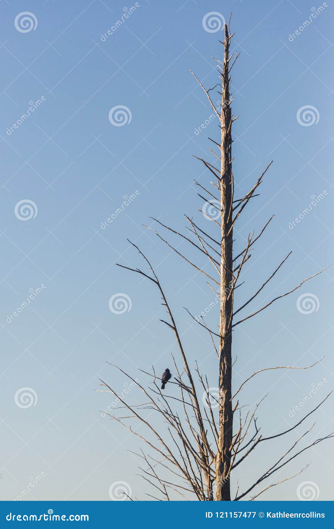 Bird in dead tree stock image. Image of decay, tall - 121157477