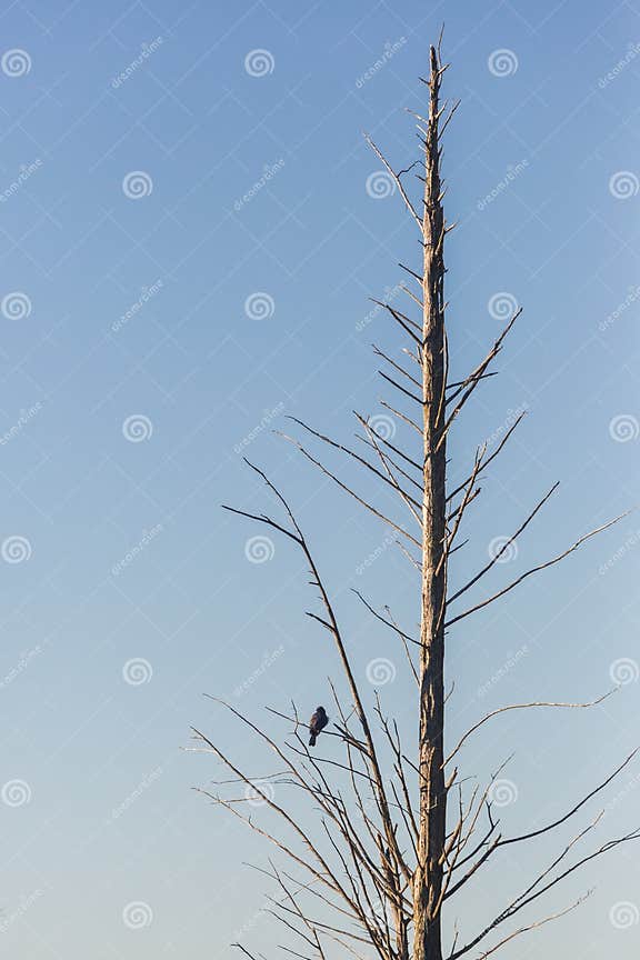 Bird in dead tree stock image. Image of decay, tall - 121157477