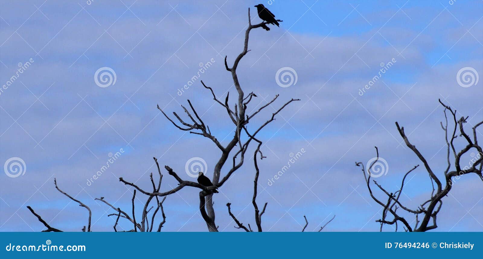 Bird in Dead Tree stock photo. Image of nature, plant - 76494246