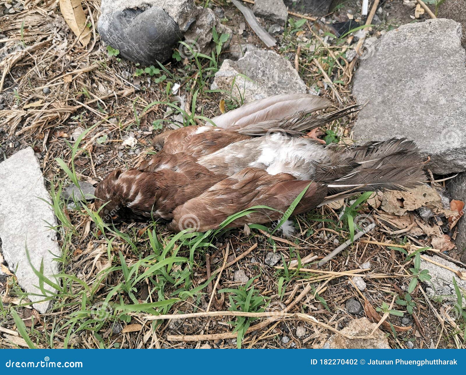 The bird death in a street stock photo. Image of halloween - 182270402