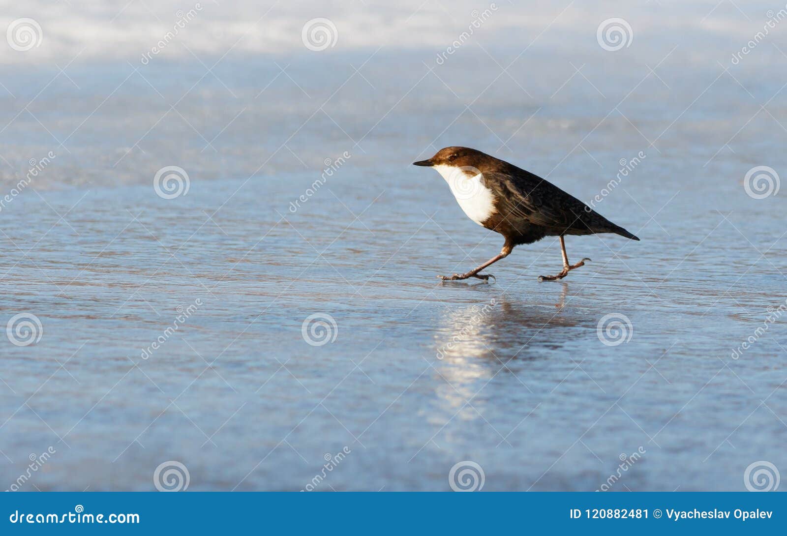 Bird Dipper is Walking on Ice Stock Image - Image of cold, awakening ...