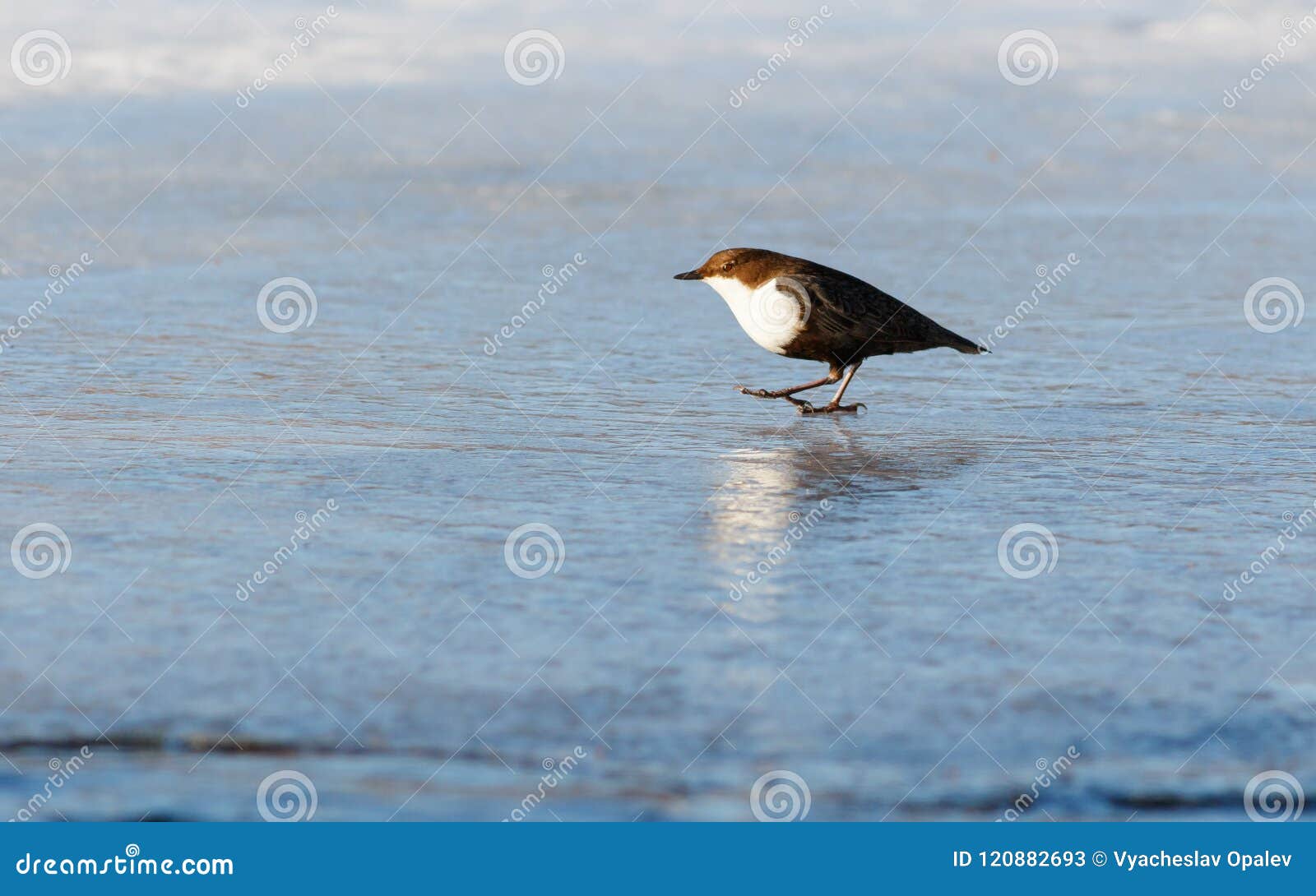 Bird Dipper is Walking on Ice Stock Image - Image of awakening, dipper ...