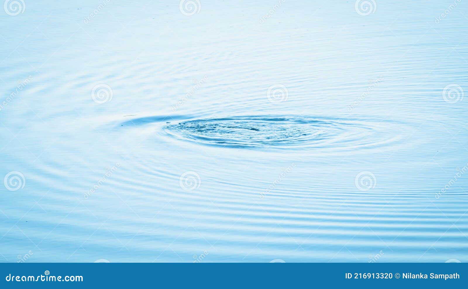 Bird Diving in the Lake Water Surface Creates a Water Ripples Effect ...