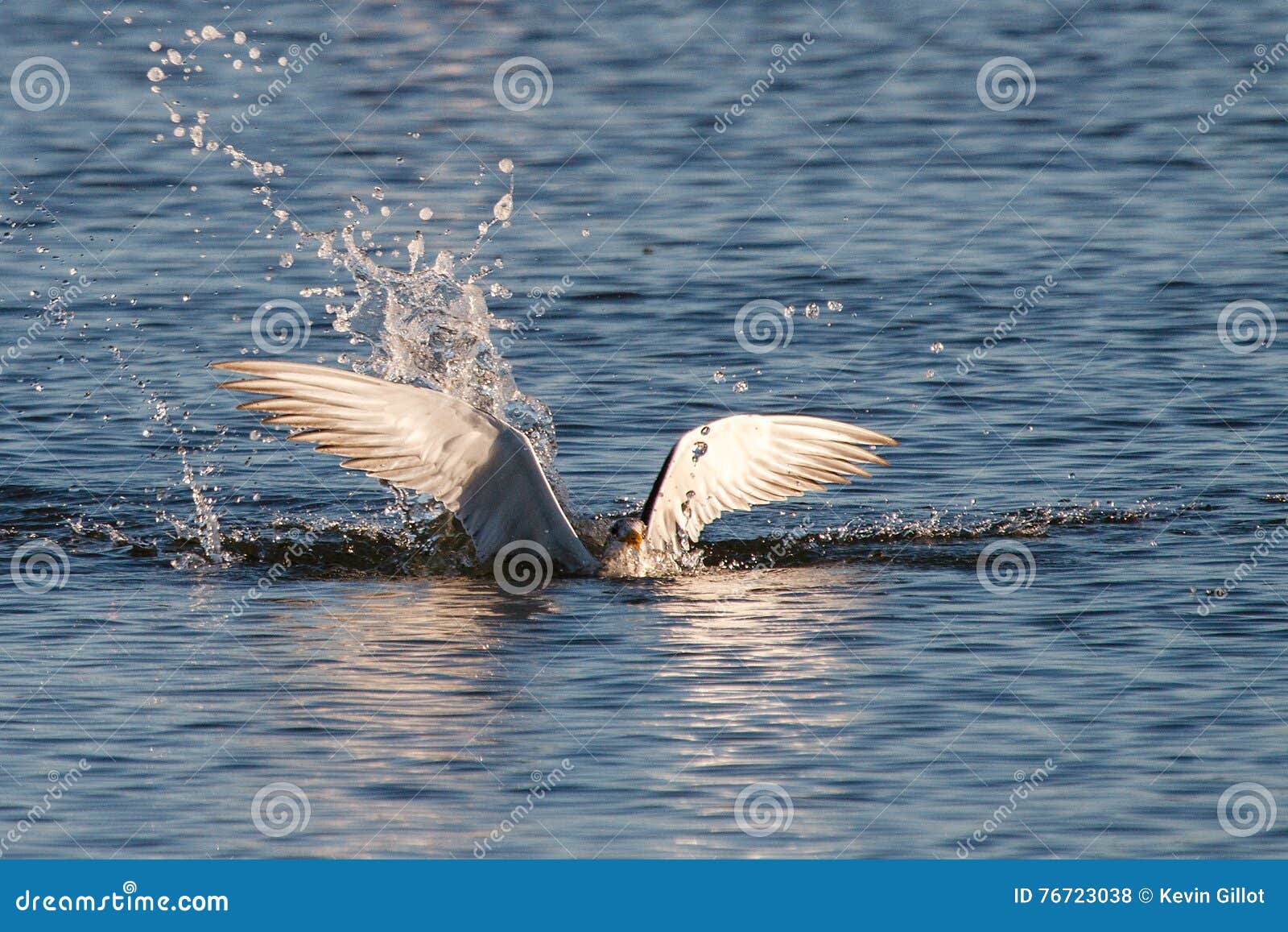 Bird diving stock photo. Image of head, feathered, nature - 76723038