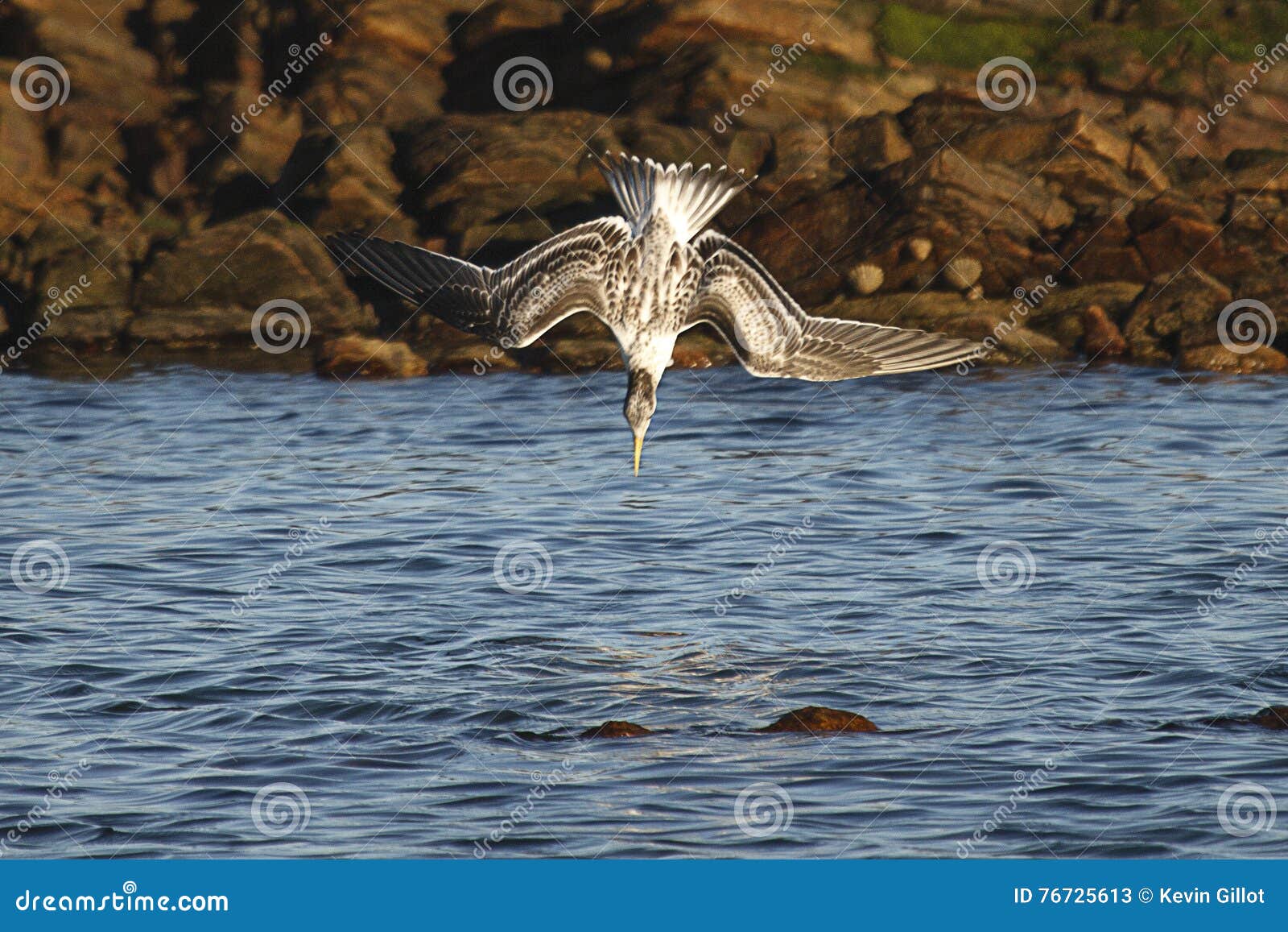 Bird diving stock image. Image of ocean, soar, scenic - 76725613