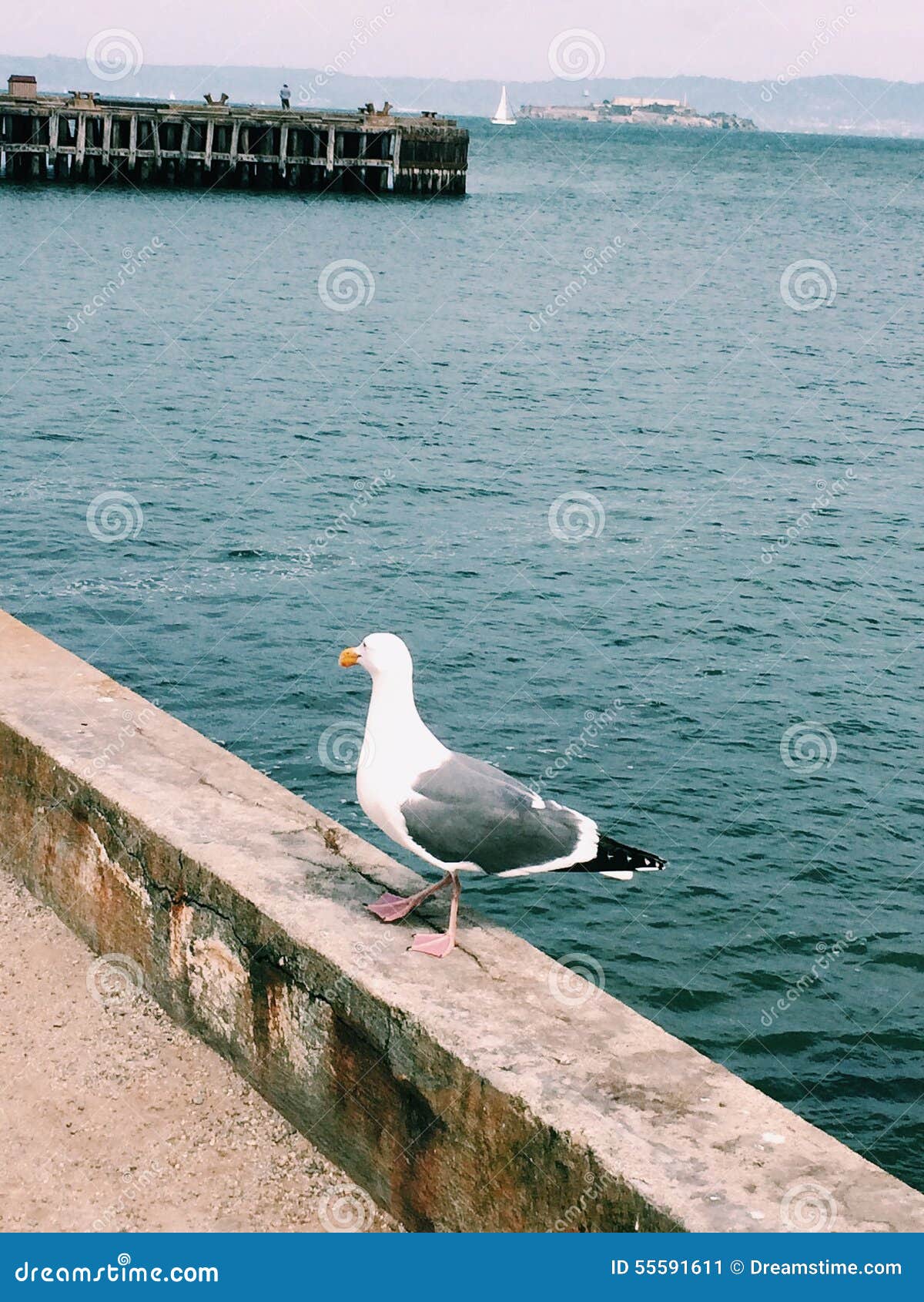 Bird on dock stock image. Image of ocean, bird, golden - 55591611