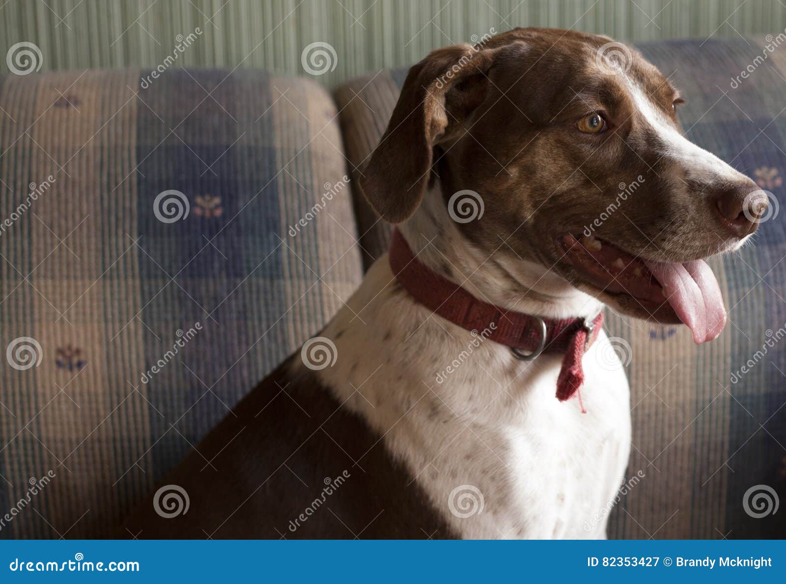 Bird Dog Indoors stock image. Image of canine, bird, brown - 82353427