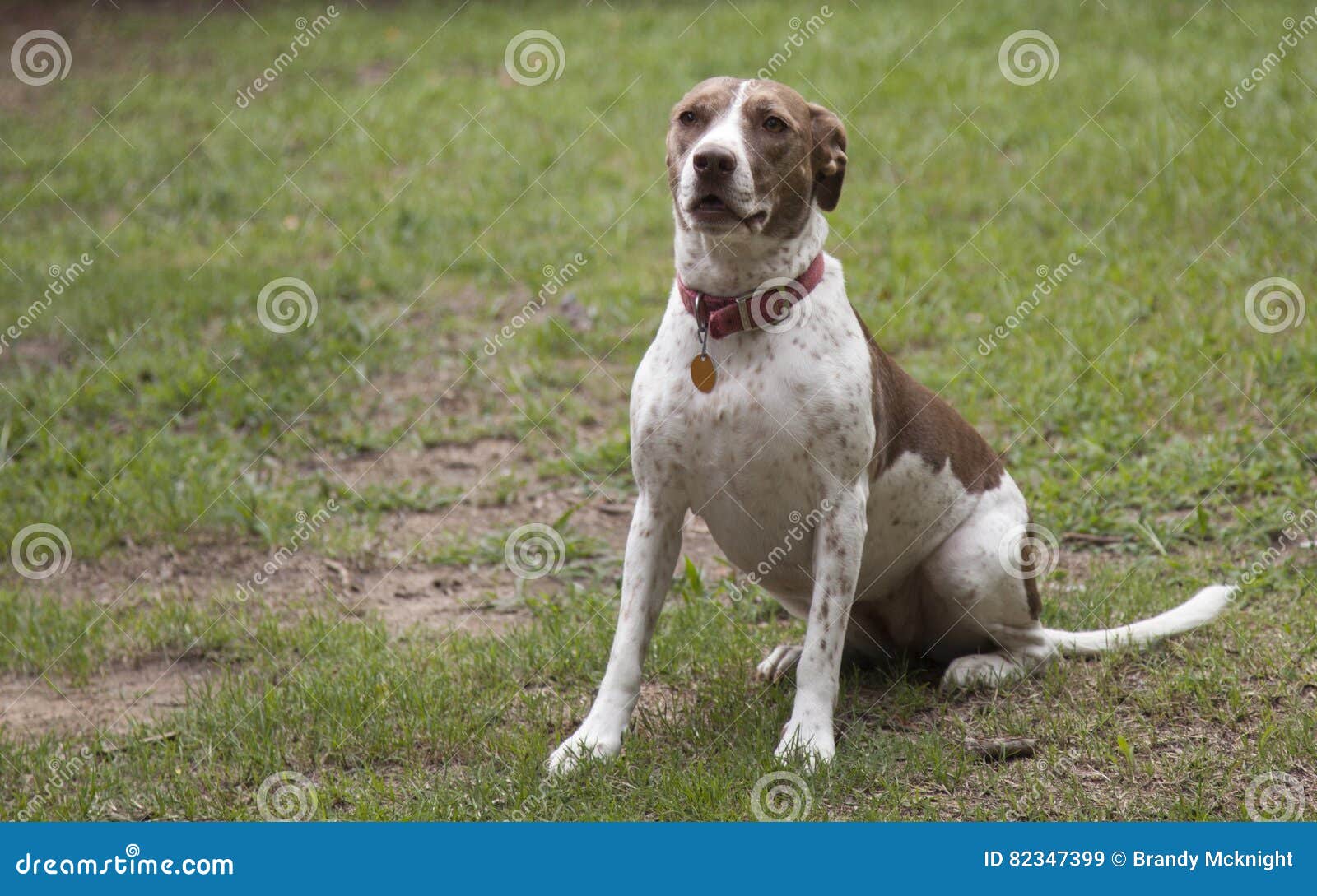 Bird Dog Outdoors stock image. Image of comfortable, doggy - 82347399